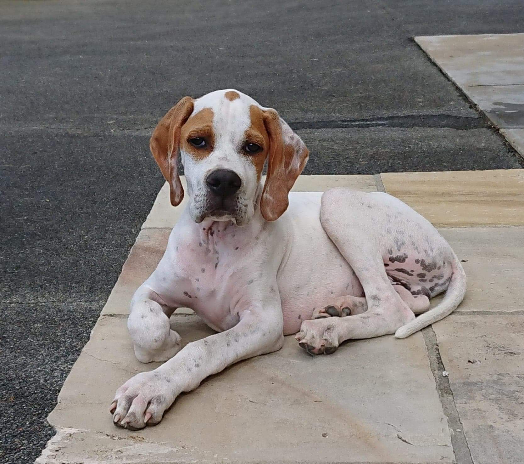 Ron - Mâle pointer anglais LOF en Gironde - Elevage les chasseurs de Ganti